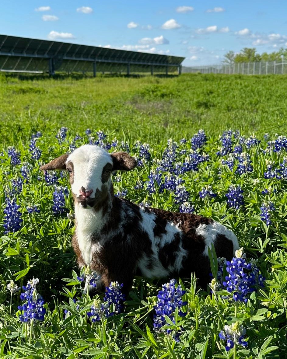 Supporting sheep and local biodiversity at Elm Branch and Briar Creek ...