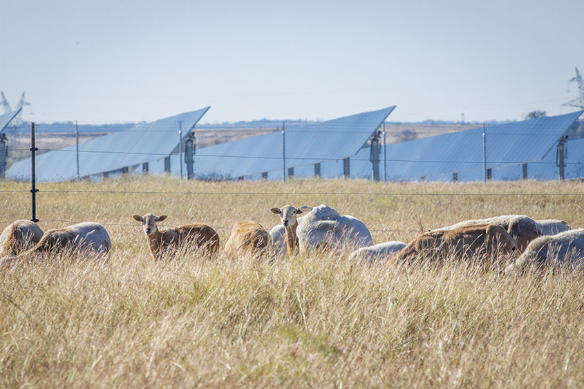 Elm Branch Solar Farm in Texas | Lightsource bp USA
