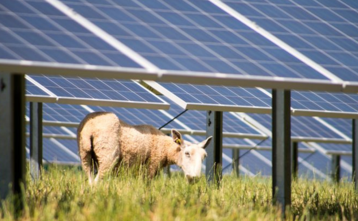 Top 5 Solar PV Generating Countries | Lightsource bp